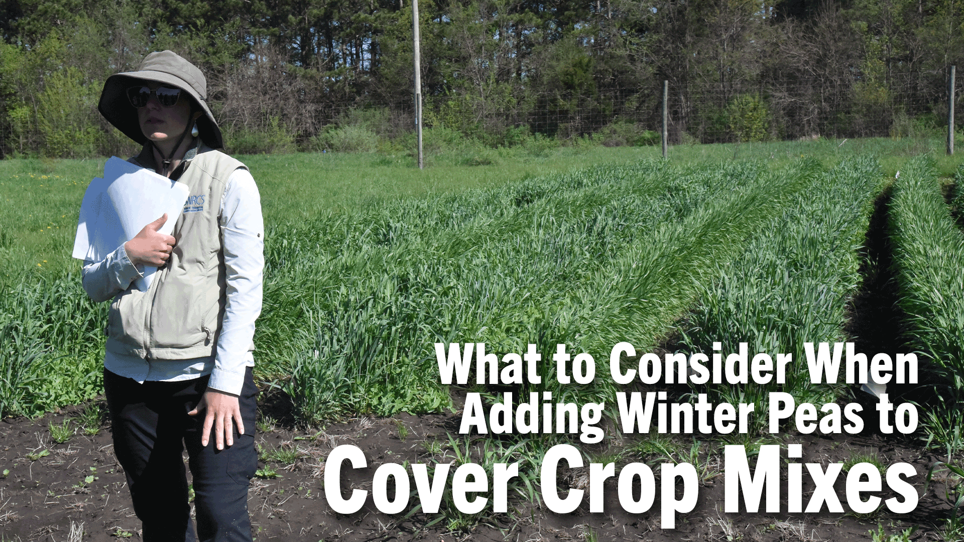 [Video] What to Consider When Adding Winter Peas to Cover Crop Mixes